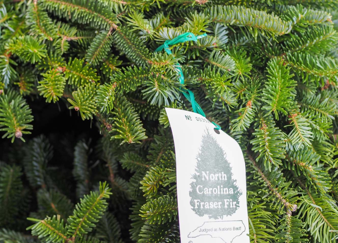 Celebrate the holidays with North Carolina Christmas trees | NC Agriculture
